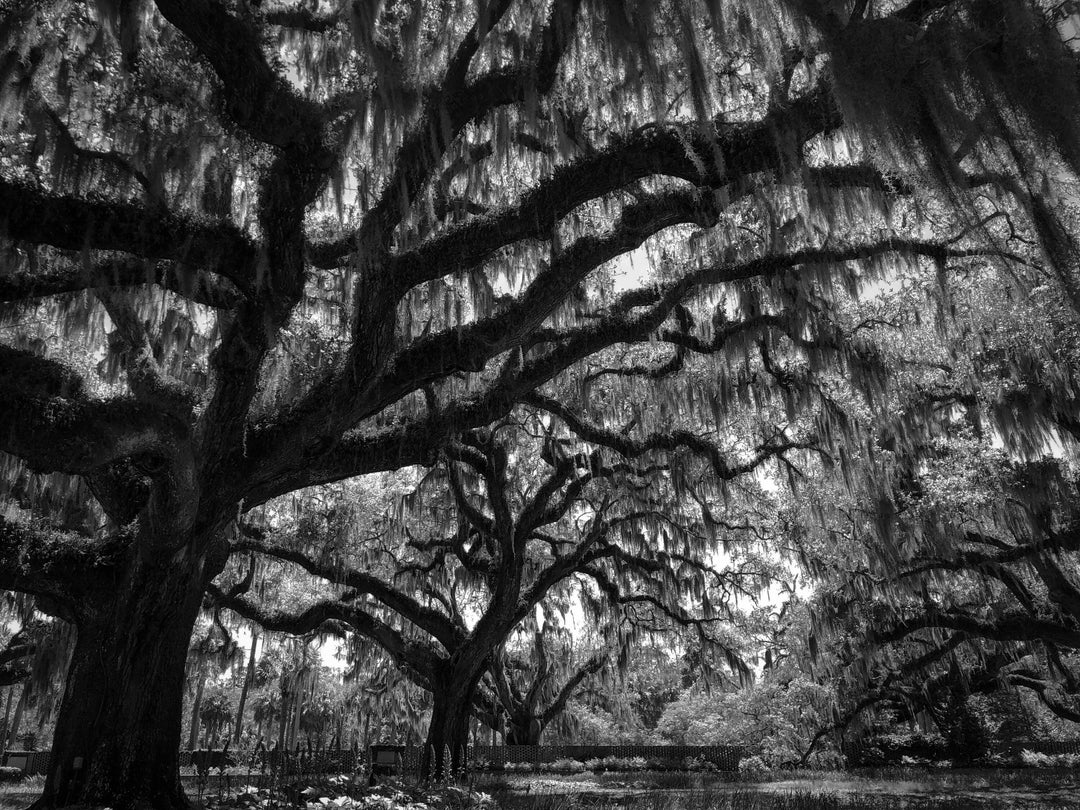 Live Oak Alley, Brookgreen Gardens, South Carolina, Black and White ...