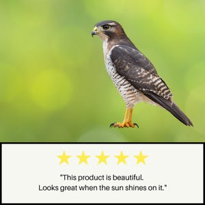 Sharp-shinned Hawk Window Cling Sticker Decal Window Film Gift for Bird ...