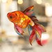Goldfish Stained Glass Window Cling Window Sticker Decal - No Adhesive ...