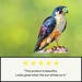 Peregrine Falcon Window Cling Sticker Decal Window Film Gift for Bird ...