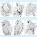 Parrots Flowers Cute Birds Coloring Book Adults Kids Activity Pages ...