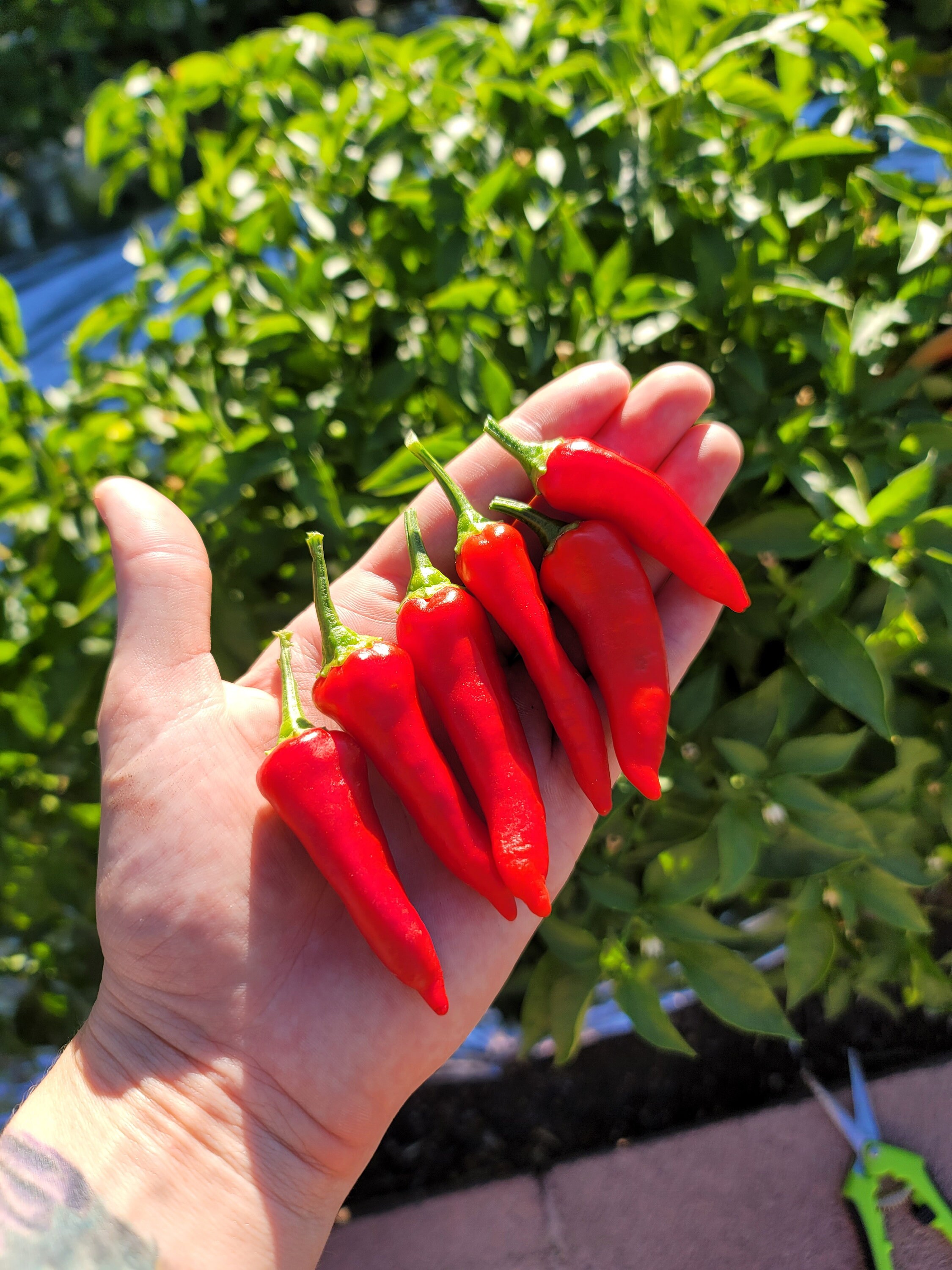 Fish Pepper Seeds - Etsy