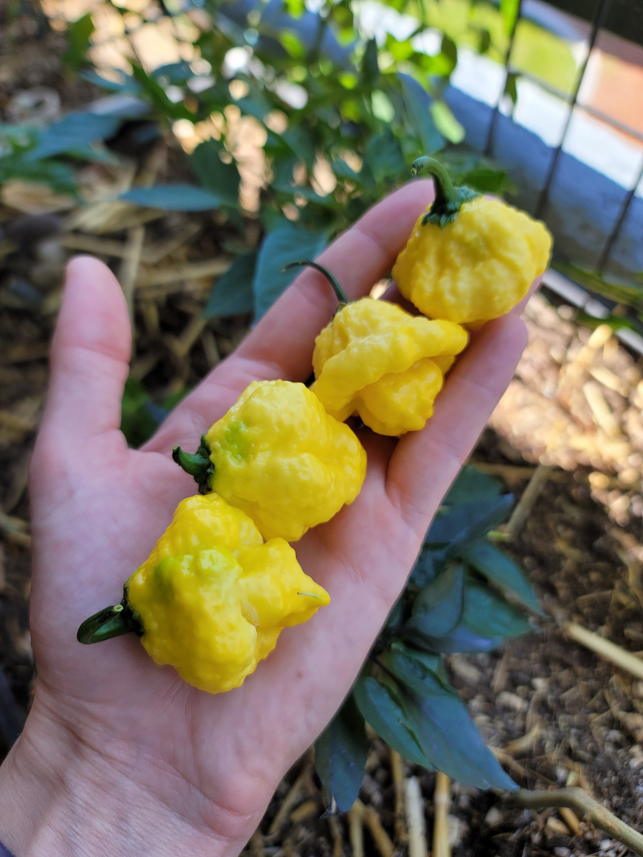 KS Lemon Starrburst Pepper Seeds - Etsy