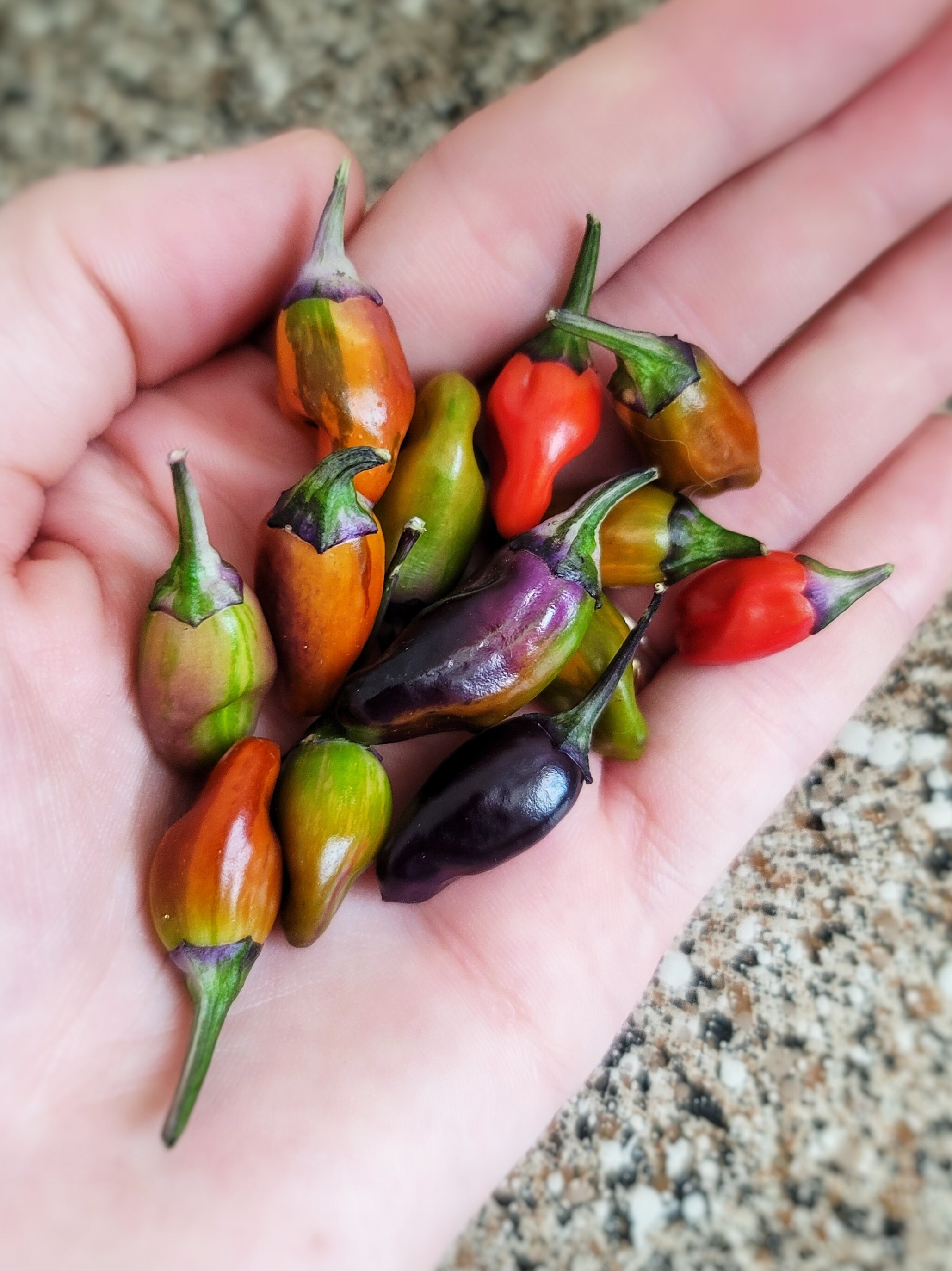 Variegated Jigsaw Pepper Seeds - Etsy
