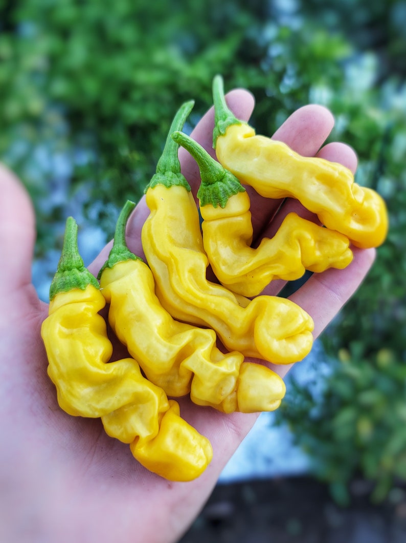 Yellow Peter Pepper Seeds - Etsy