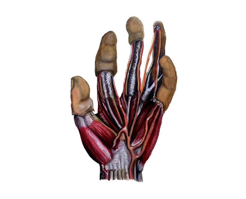 Muscles of Hand Digital Hand Drawn Art Anatomy Illustration - Etsy