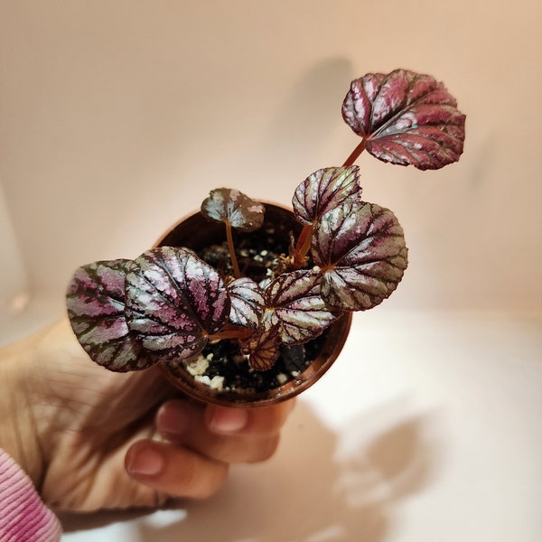 Rex Begonia - Etsy