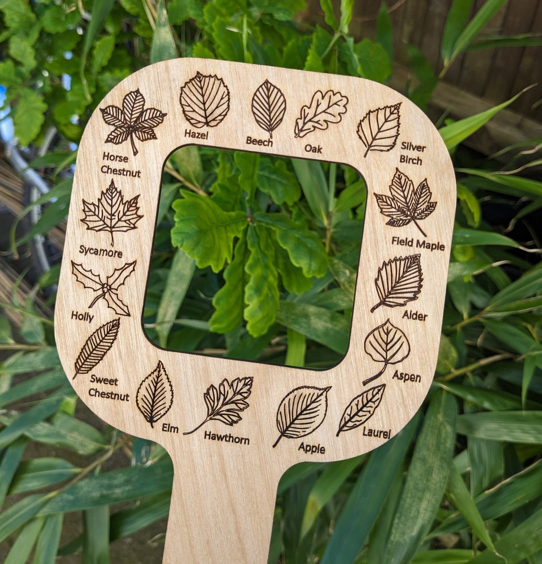 Leaf Frame Viewer, Forest School, 15 Leaves From UK Trees, Ship ...