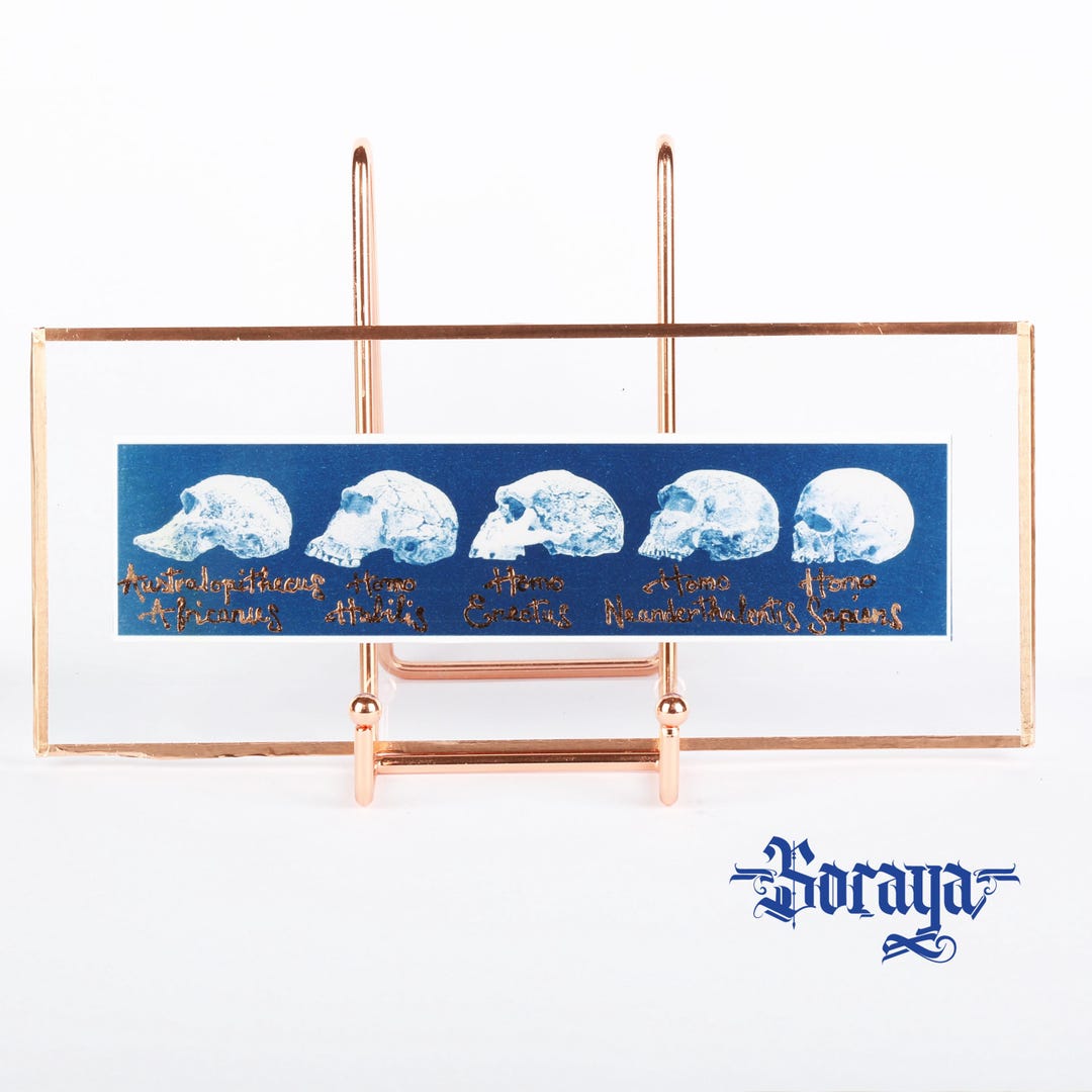 Evolution of the Human Skull Cyanotype Limited Edition - Etsy UK
