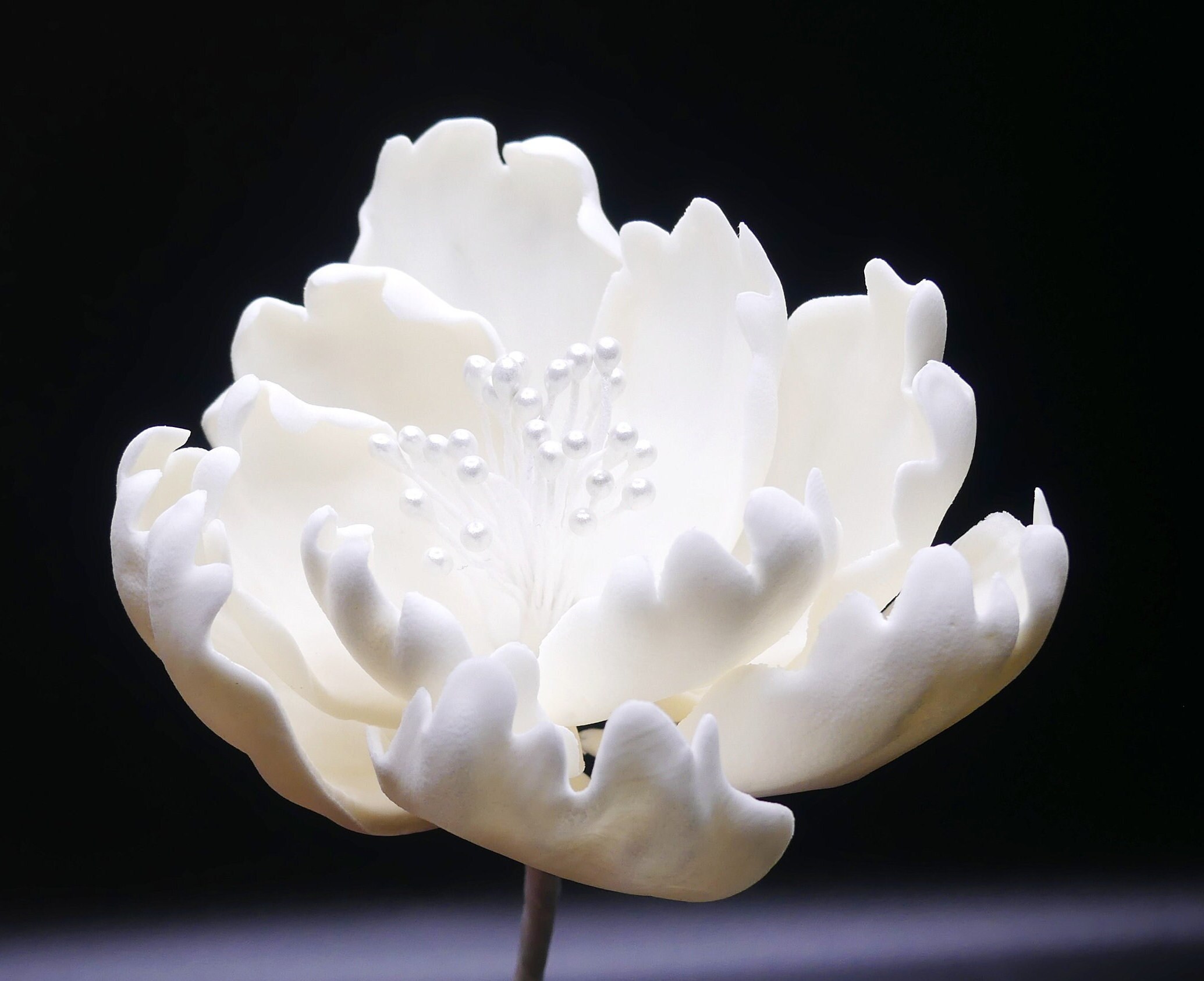 Small White Fondant Peony, Open Peony Flower, White Sugar Flower for ...