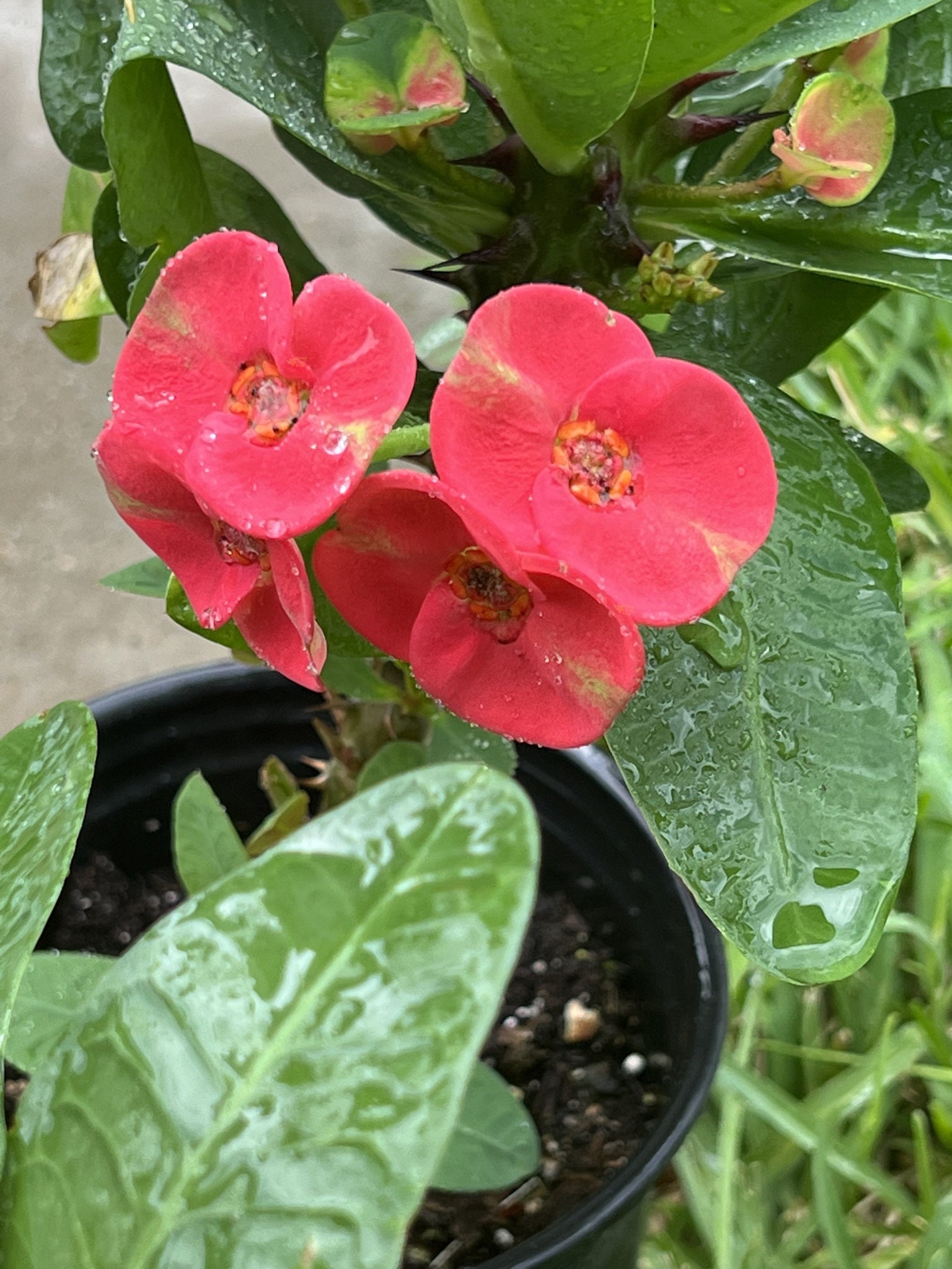 Crown of Thorns - 12" Live Plant | Corona De Cristo - 12" Planta Viva ...