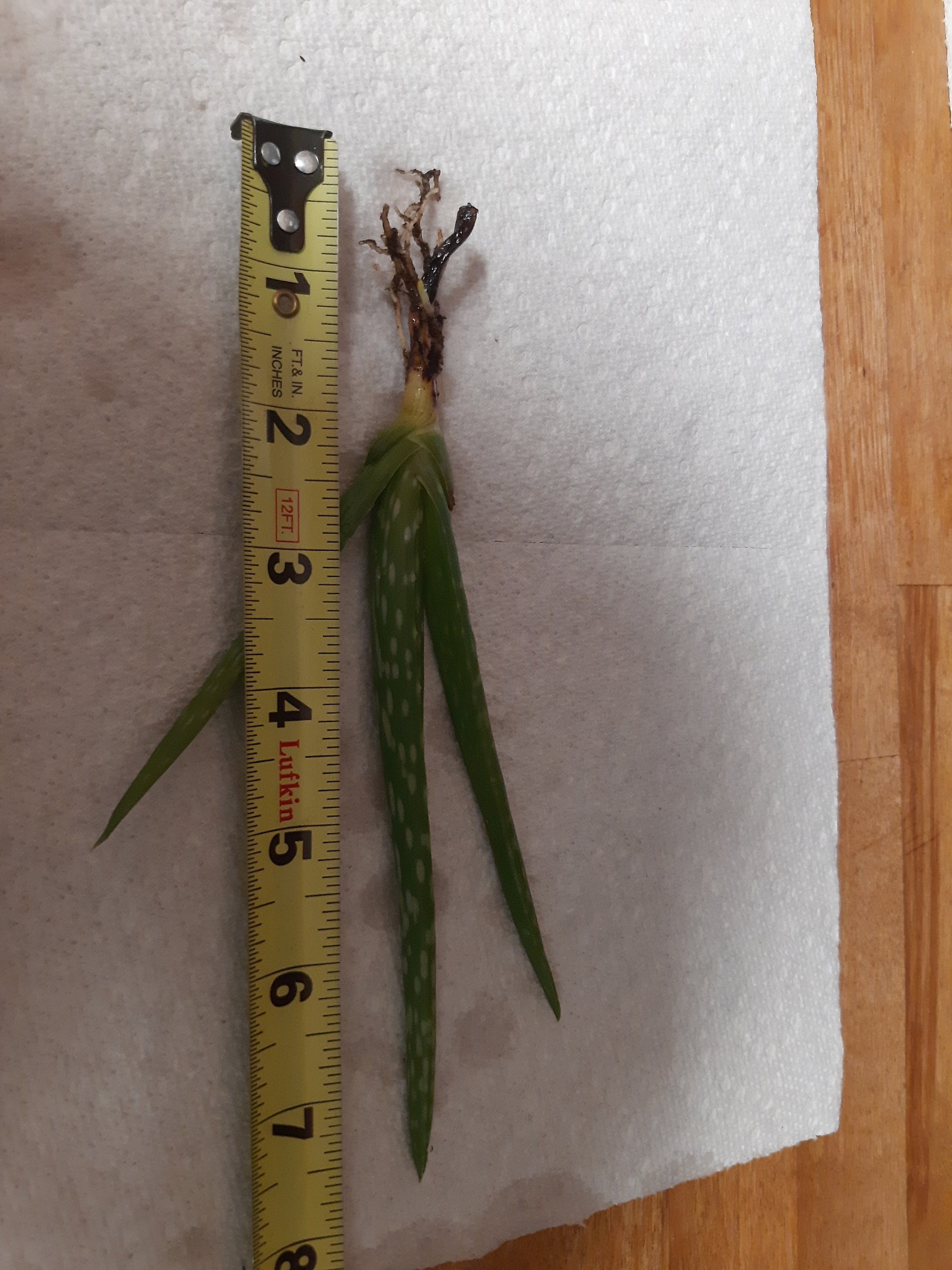 6 Tall Aloe Vera Plant - Etsy