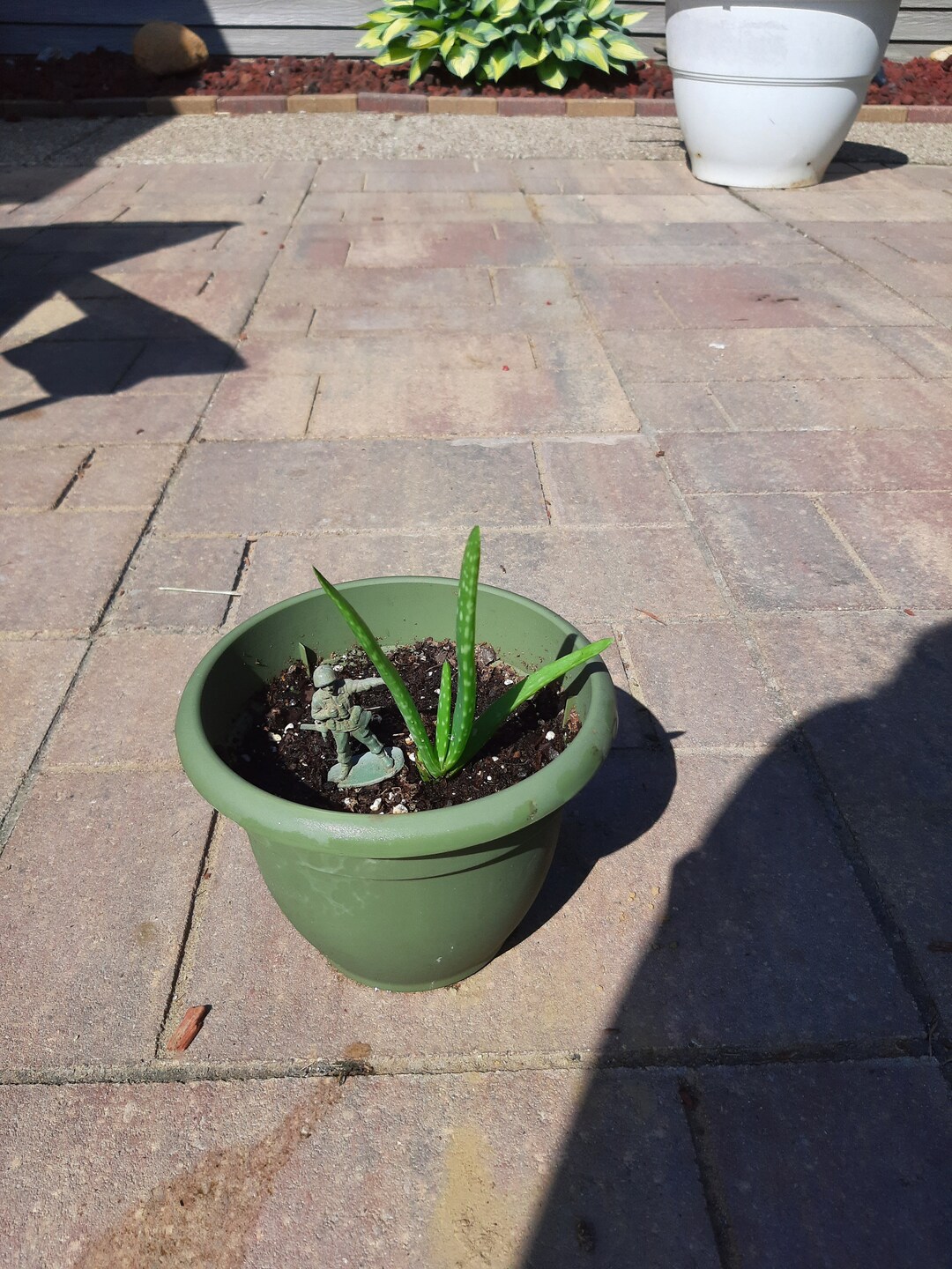 6 Tall Aloe Vera Plant - Etsy