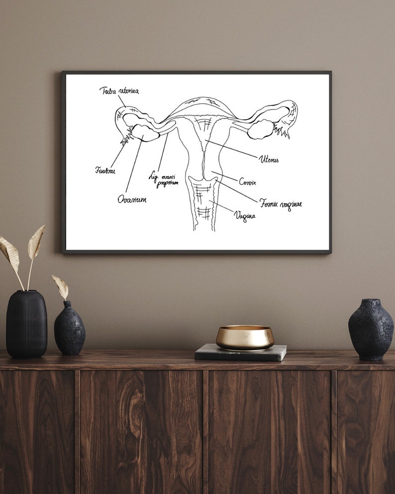 Uterus Drawings With Anatomical Notes Digital Prints in Various Formats ...