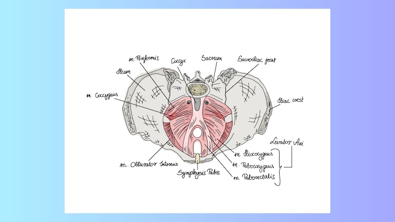 Pelvic Floor Drawing Line Art Digital Prints - Etsy
