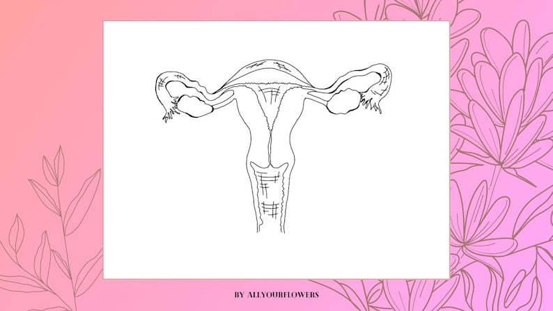 Uterus Drawings With Anatomical Notes Digital Prints in Various Formats ...