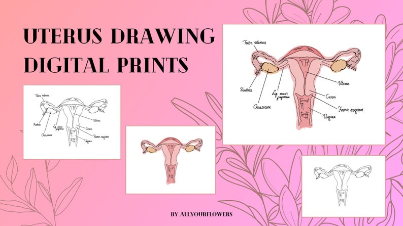 Uterus Drawings With Anatomical Notes Digital Prints in Various Formats ...