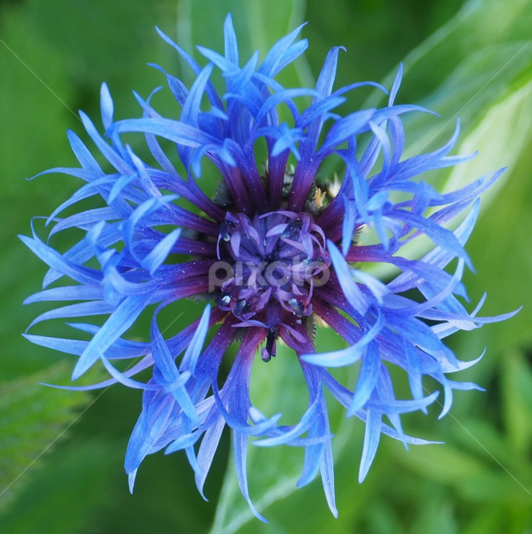 35 Seeds, Mountain Cornflower, Centaurea Montana, Cornflower, Perennial ...