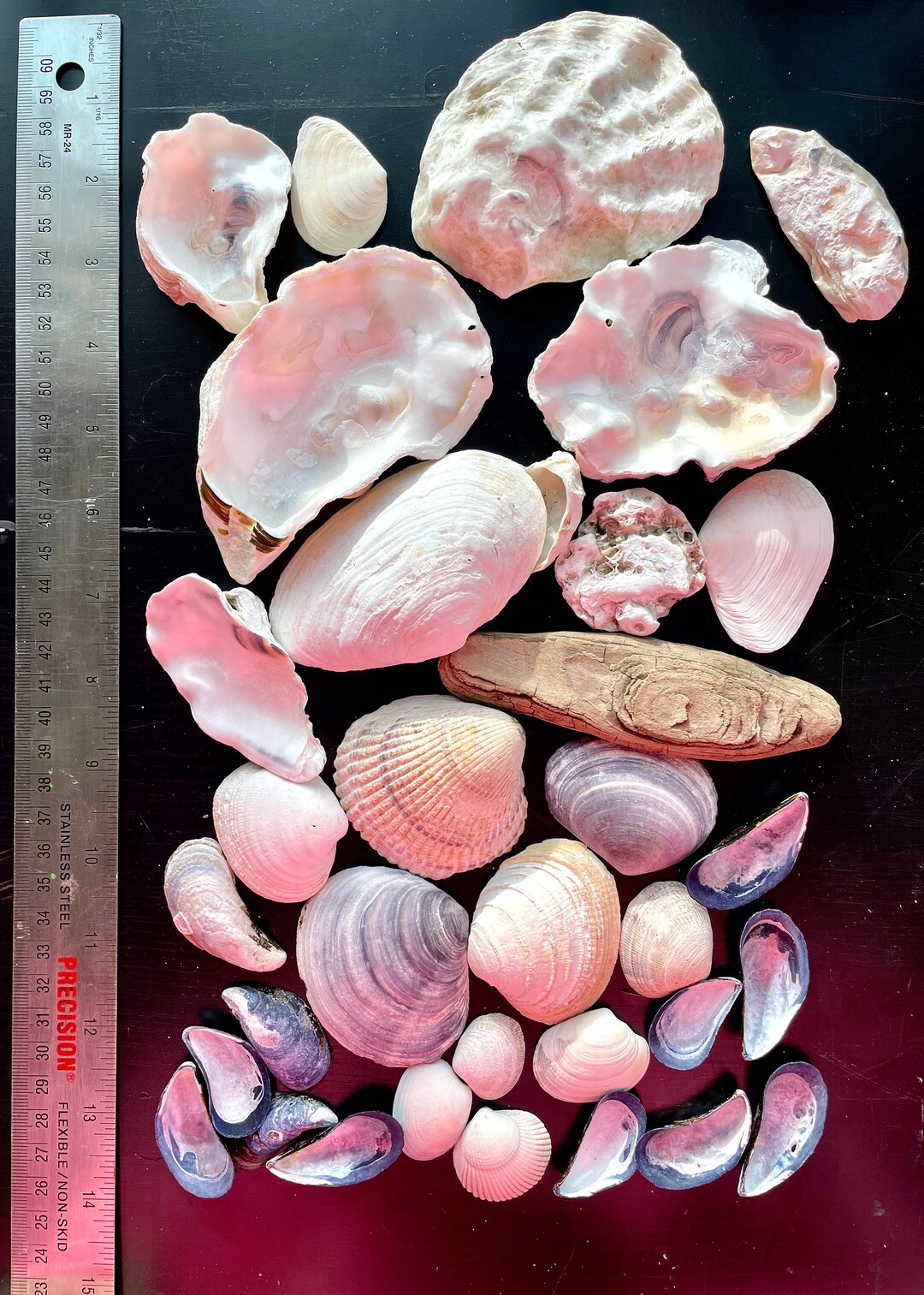 Collection of Seashells and Ocean Shells for Craft, Terrarium, Aquarium ...