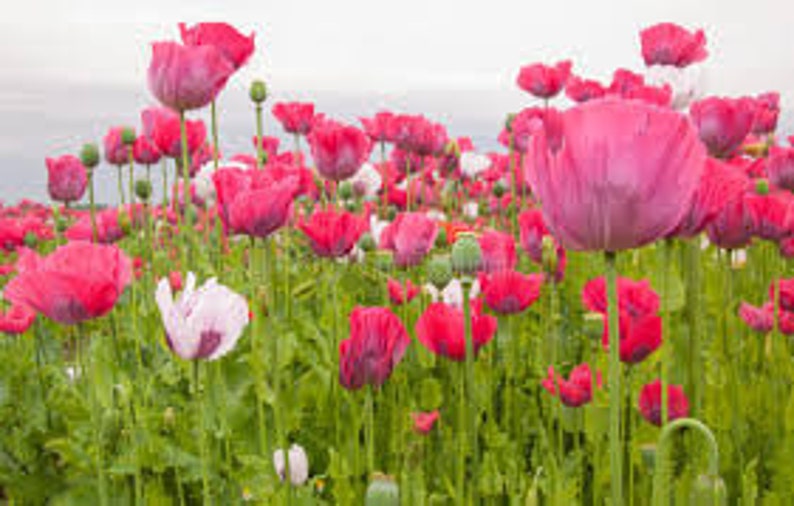 250 AFGHAN POPPY Mixed Colors Papaver Somniferum Pink Purple White ...