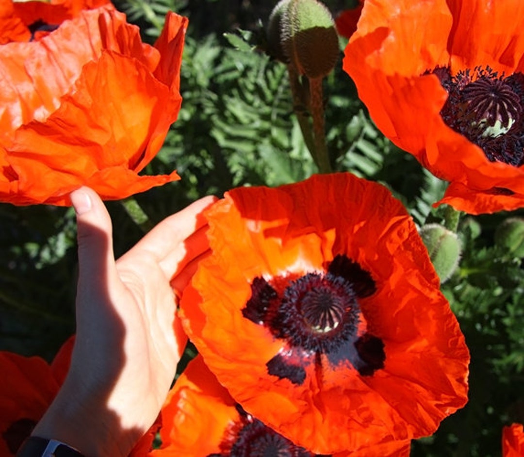 100 Red POPPY Papaver Orientale Bracteatum Aka Great Red Oriental Poppy ...