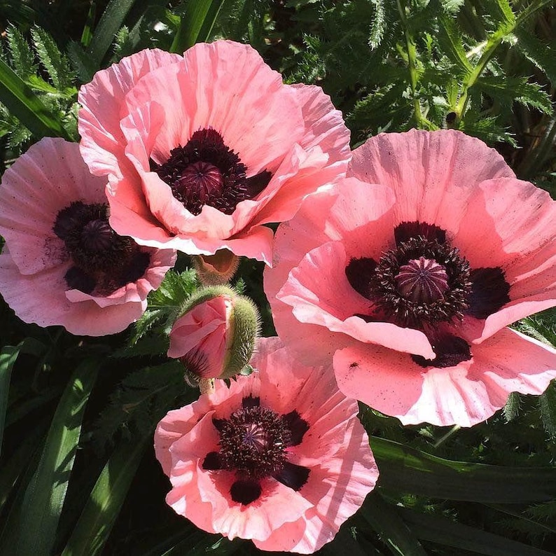 50 Seeds, Pink Oreintale Poppy Seeds, Perennial - Etsy