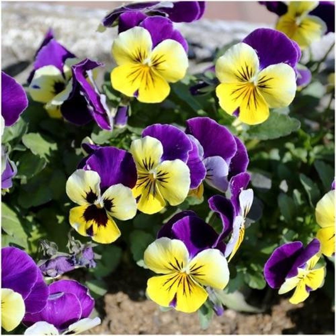 100 Seeds, JOHNNY JUMP UP, Helen Mount Violet Viola Tricolor Flower ...