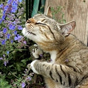 CATMINT, Catnip Seeds - Persian Blue, Great Ground Cover, Perennial, 50 ...