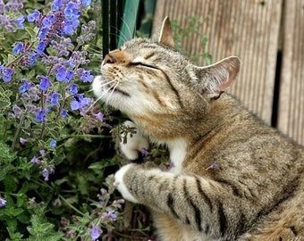 CATMINT, Catnip Seeds - Persian Blue, Great Ground Cover, Perennial, 50 ...
