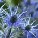 25 Seeds BLUE STAR SEA Holly Eryngium Flower, Perennial - Etsy