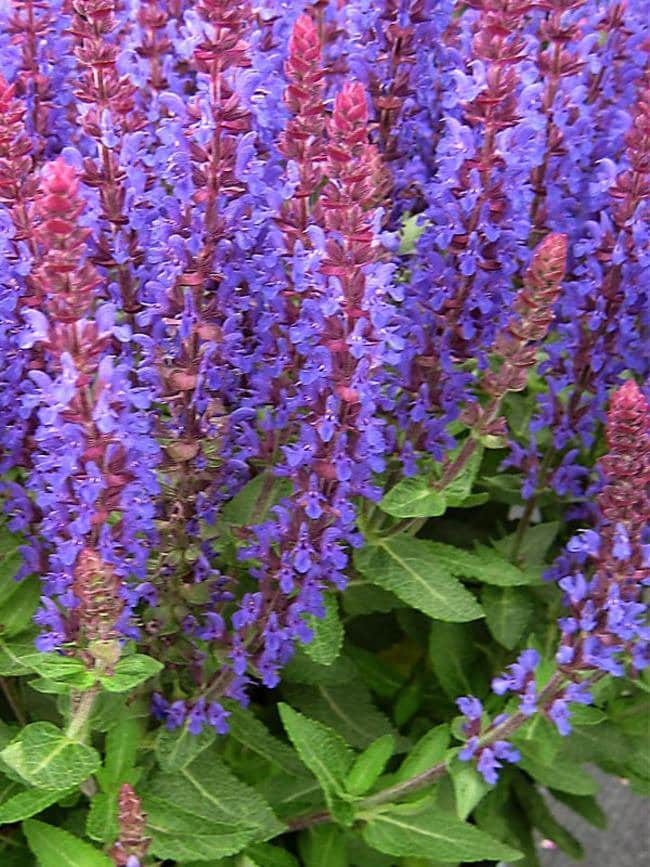 50 Seeds, Meadow Blue Sage - Etsy