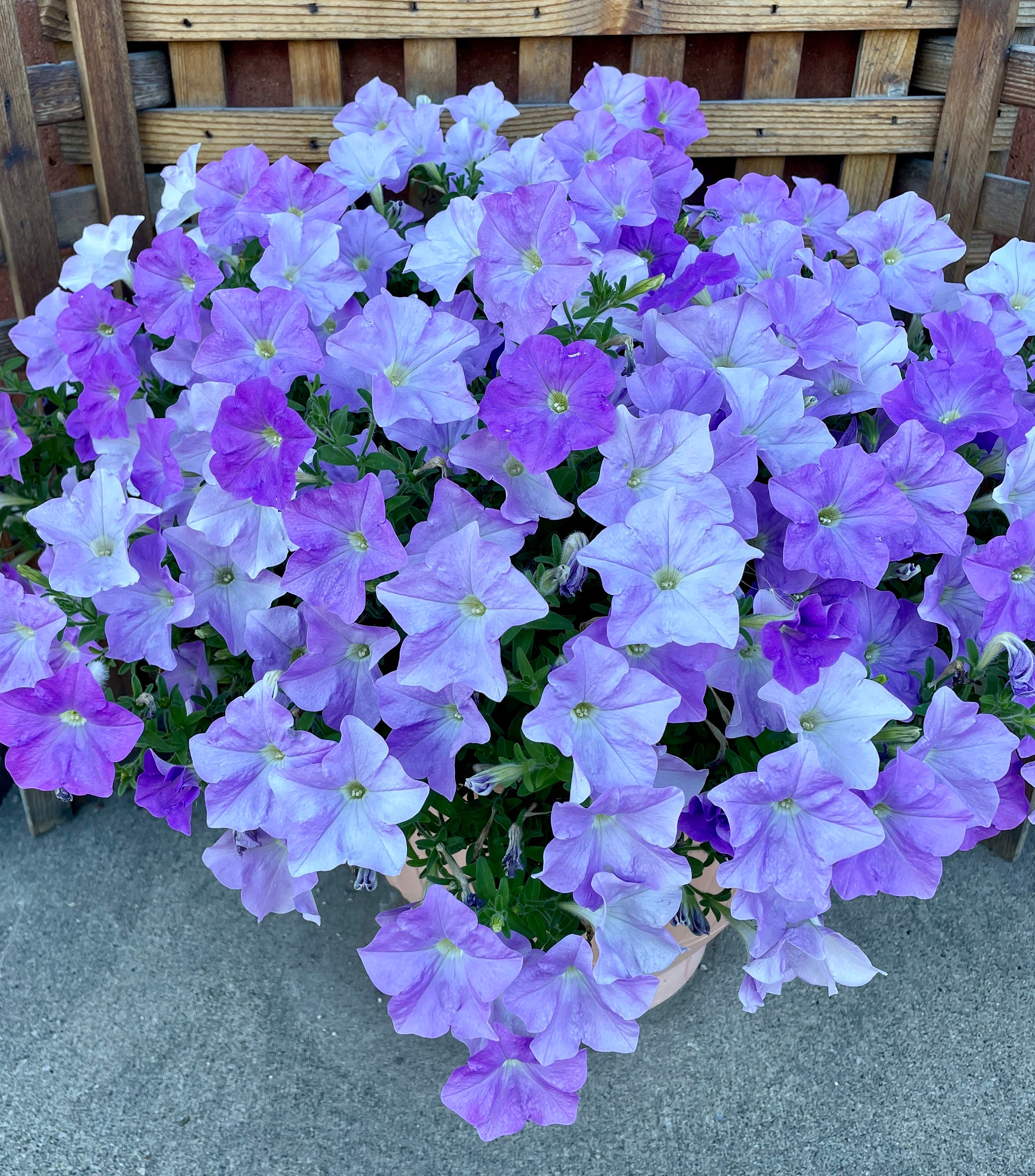 50 Seeds, Blue Sky Easy Wave Petunia, Annual - Etsy