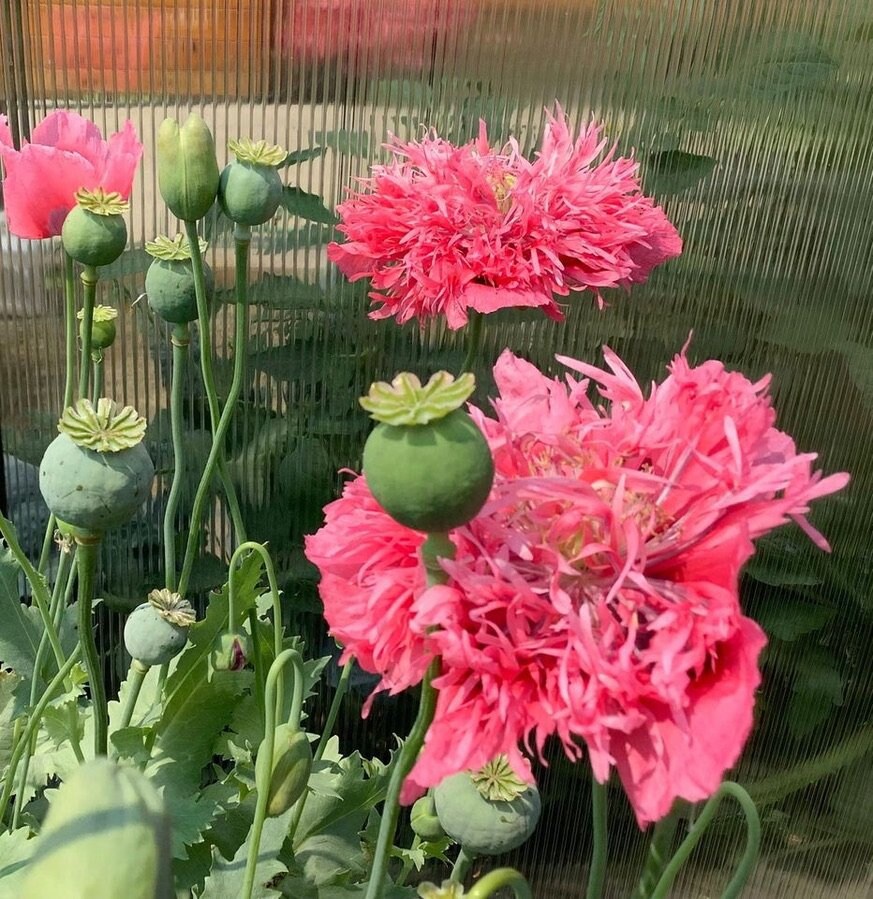 100 Seeds, Pink Fluffy Poppy Seeds, Annual - Etsy