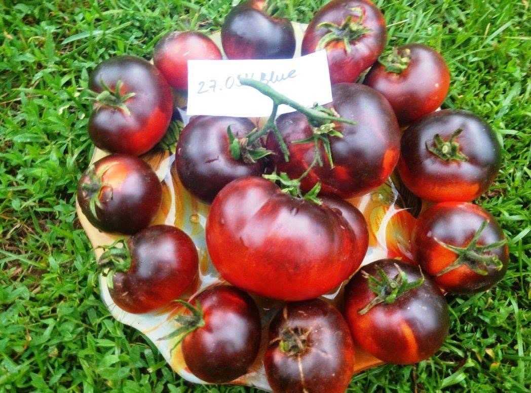 20 Seeds, OSU BLUE Heirloom Tomato Seeds - Etsy