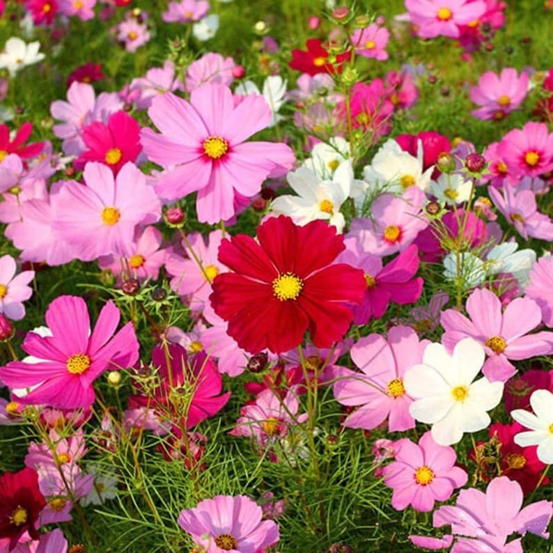 100 Seeds Cosmos Mixed Colours, Annual - Etsy