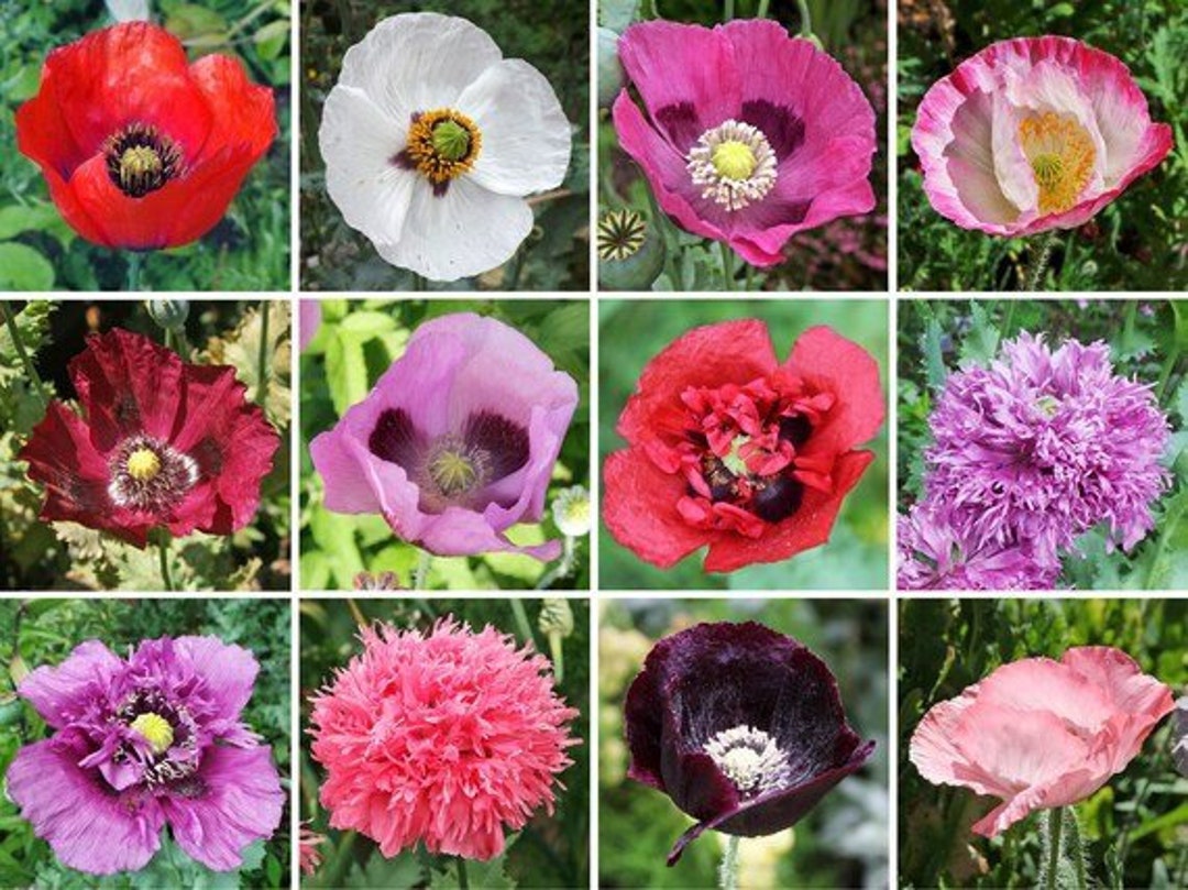500 Seeds, Poppy Mix, Annual - Etsy