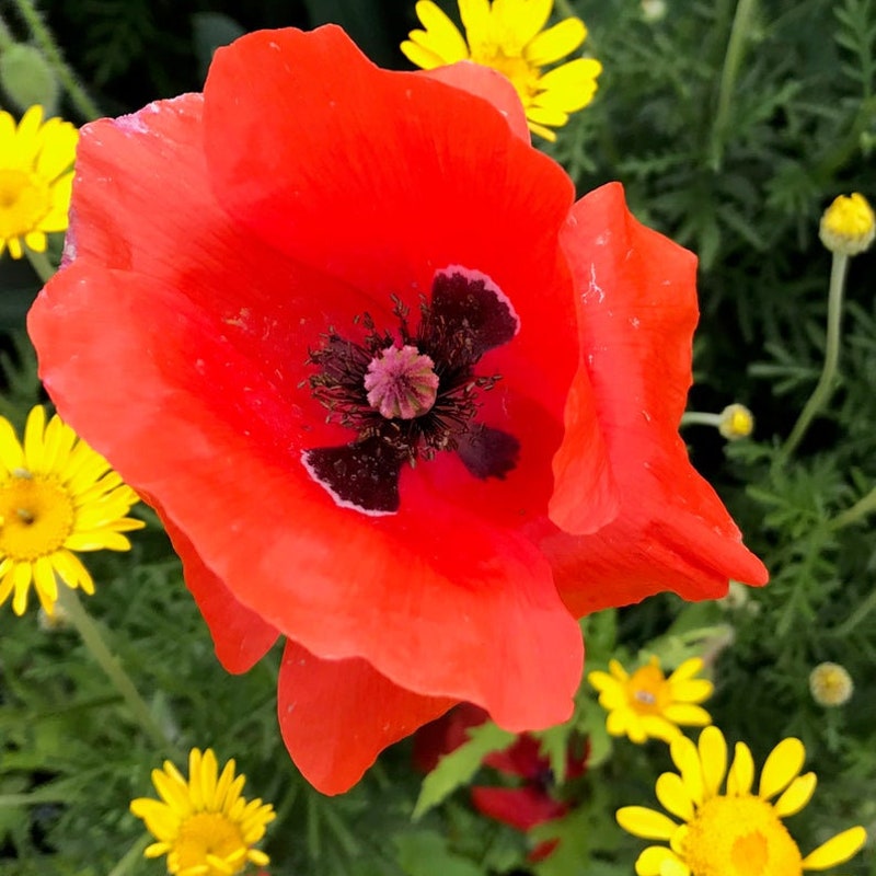 Flanders Poppy - Etsy