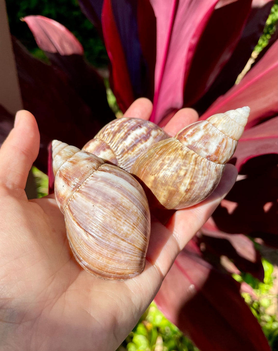 3 Japanese Land Snail Shells ( Hermit Crab Shells ) - Etsy