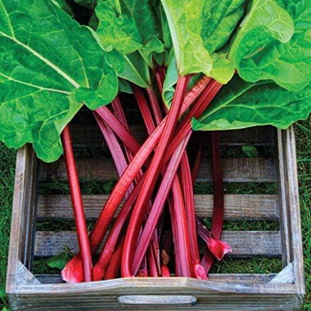 20 Seeds, RHUBARB (pieplant) Rheum Rhabarbarum Vegetable, Perennial - Etsy