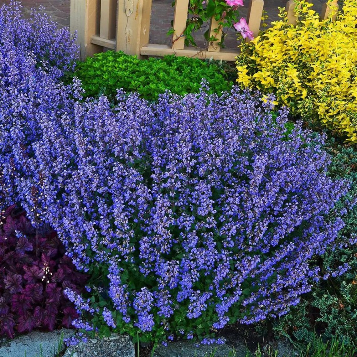 CATMINT, Catnip Seeds - Persian Blue, Great Ground Cover, Perennial, 50 ...