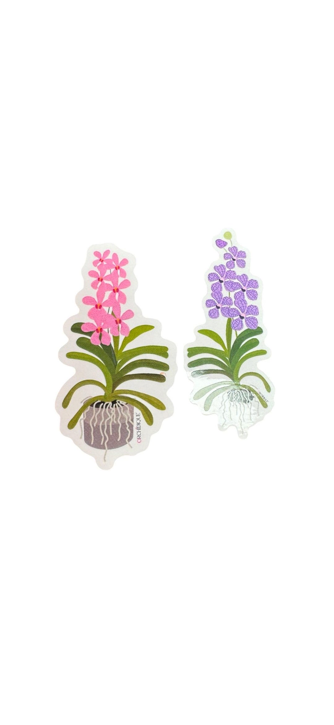 Orchid Sticker • Mokara • Vanda Mokara • Floral Sticker • Waterproof ...