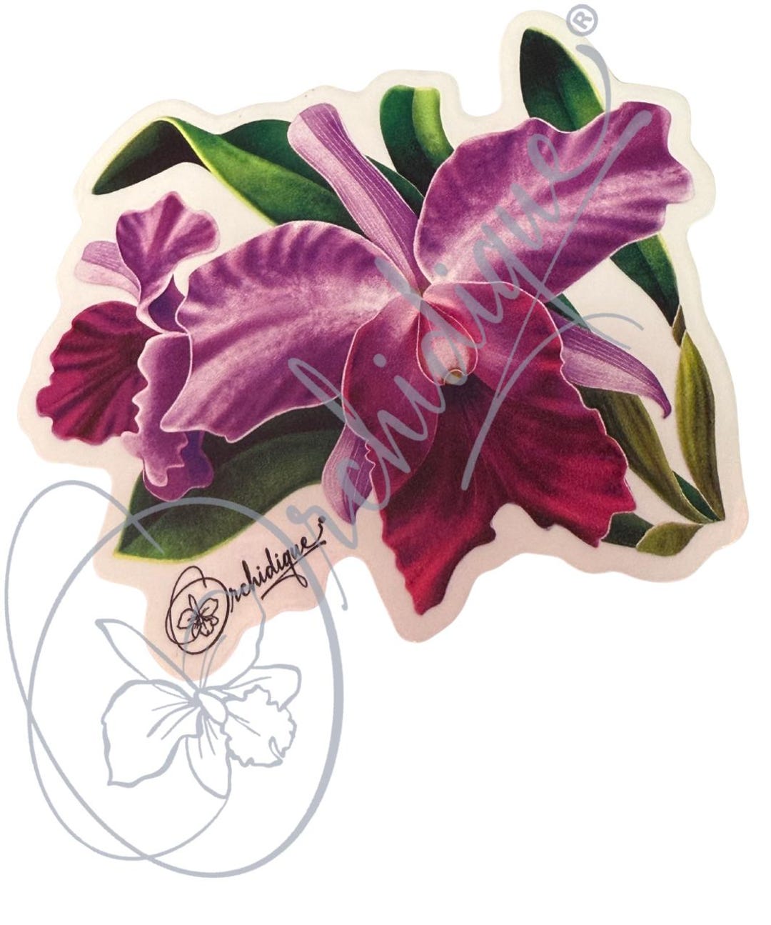 Orchid Brassolaeliocattleya BLC Sticker: Orchid Lover Gift - Etsy