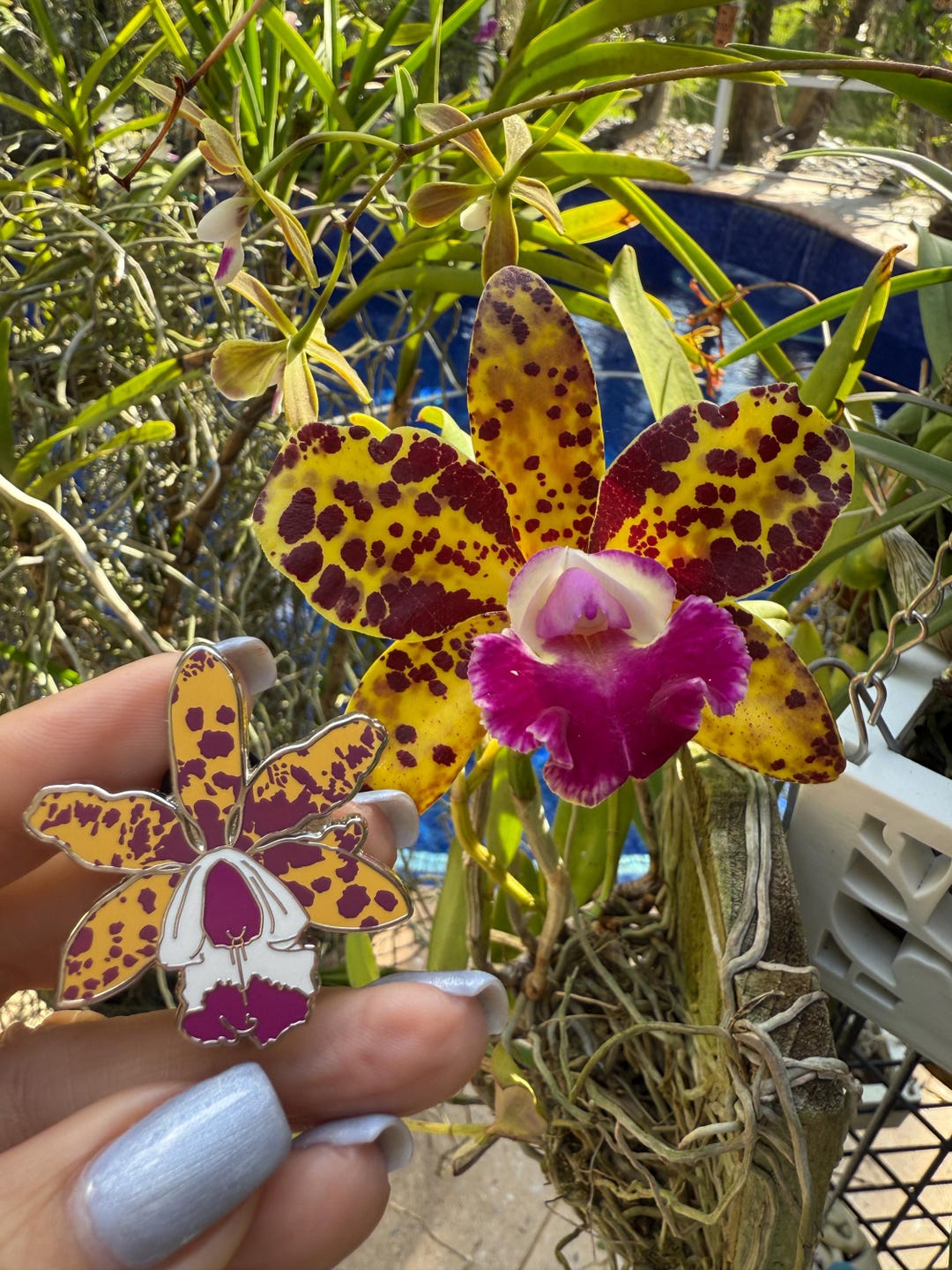 Orchid Lapel Pin-cattleya Orchid Enamel Pin: Yellow Floral Brooch - Etsy