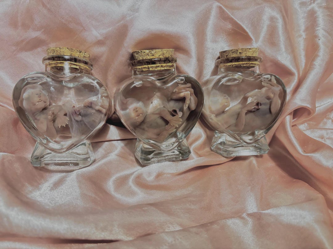 Wet Fetal Kitten Specimen - Etsy