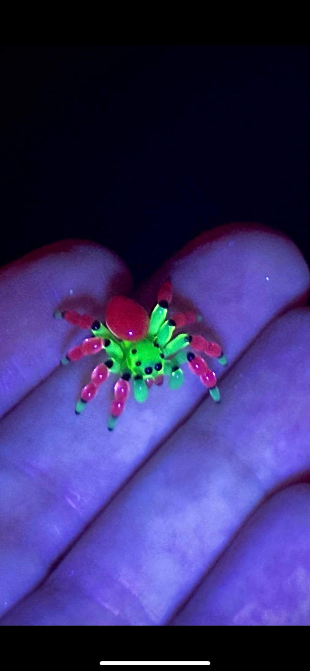 Uranium Vaseline Christmas Jumping Spider Limited-custom 4 Glass Types ...