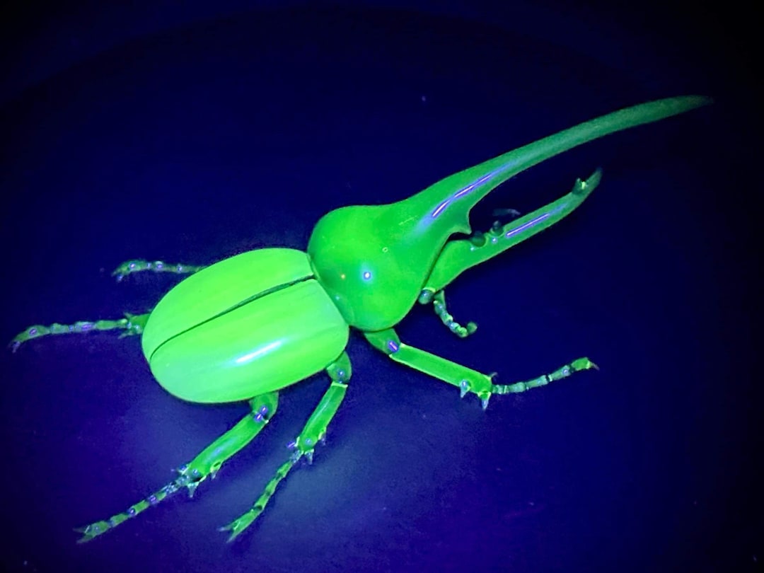 Approx 2” Uranium Vaseline Layered Glass Beetle Very Custom 14-30 Day ...