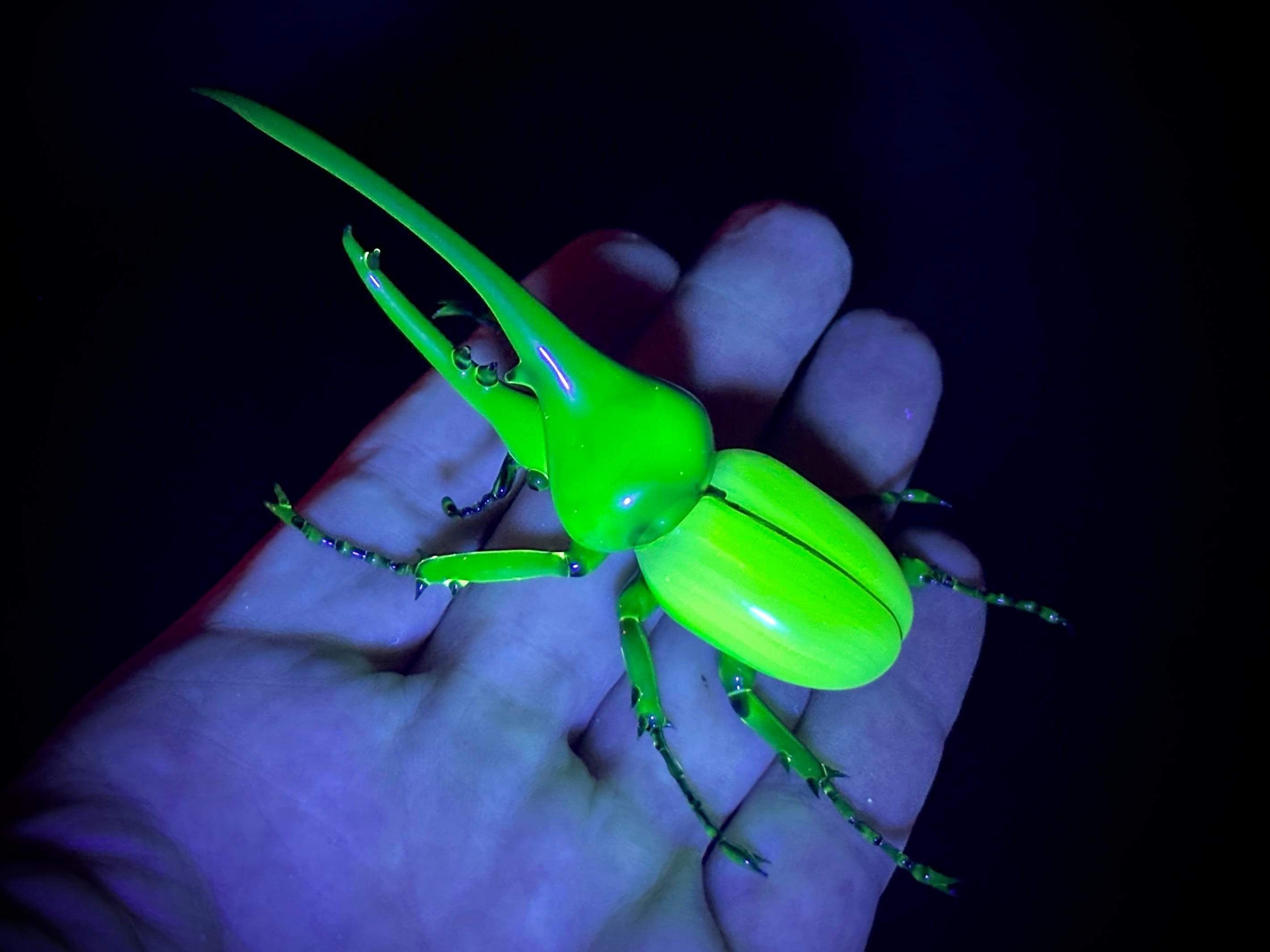 Approx 5 Uranium Vaseline Layered Glass Beetle Very Custom in Stock Now ...
