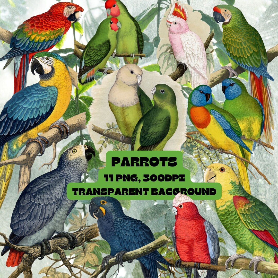Imágenes Prediseñadas De Loros Coloridos Fondos Transparentes PNG, 300 ...