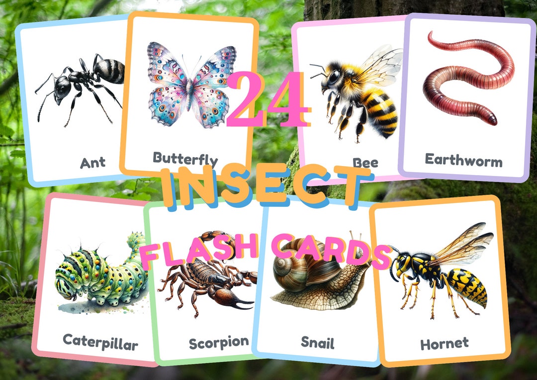 Flashcard INSECT,24 Flashcard for Kid, INSECT Flash Card, Montessori ...