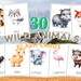 Flashcard Wild Animals,30 Flashcard for Kid, Animal Flash Card ...